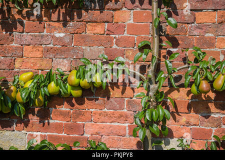 Espalier pear tree growing against a centuries old brick wall and wire ...