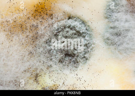 moldy food, growth of mold on yogurt or dairy product food surface ...