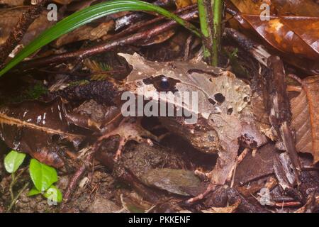 Kobayashi's Horned Frog (Megophrys kobayashii), Kinabalu National Park ...