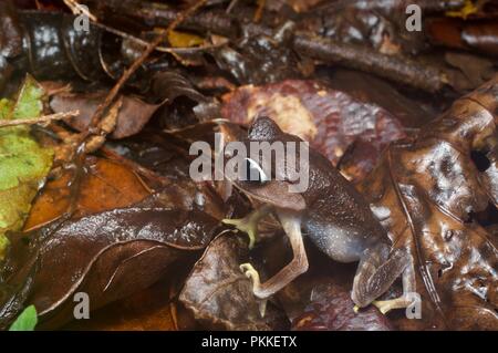 A Montane Large-eyed Litter Frog (Leptobrachium montanum) in the wet ...