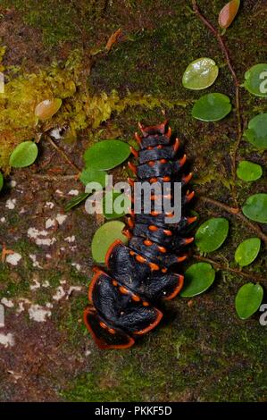 A red and black Trilobite Beetle (Platerodrilus paradoxus) on a mossy ...