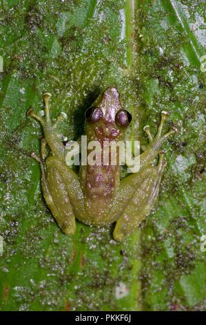A Green-spotted Foot-flagging Frog (Staurois tuberilinguis) on a leaf ...