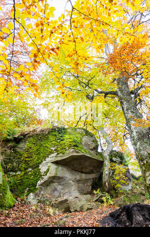 A vertical shot of moss-covered tree trunk in a tropical forest on the ...