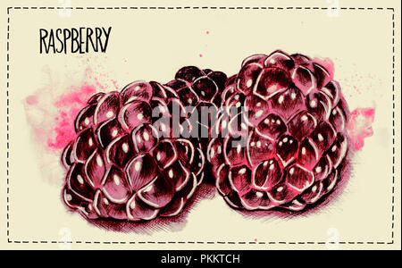 Hand drawn watercolor painting raspberry on white background. Frame ...