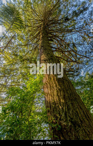 A vertical shot of a tall green tree in a blue sky Stock Photo - Alamy