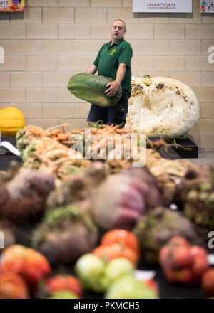 Judging takes place during the Giant Vegetable competition at the ...