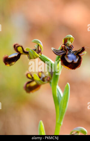 Mirror Orchid - Ophrys speculum From the Mediterranean Stock Photo - Alamy