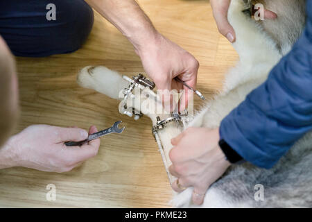 Dog with a broken paw with External ring fixation technique in ...