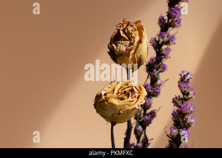 shadow floral pattern dried rose heads assortment Stock Photo - Alamy