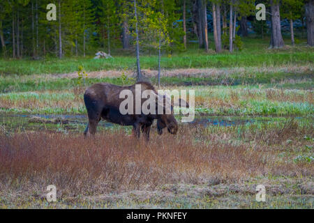 Cow moose munching on willows in Yellowstone National Park, Wyoming in USA Stock Photo - Alamy