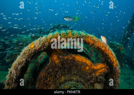 Scissortail Chromis at Fang Ming Wreck, Chromis atrilobata, La Paz ...