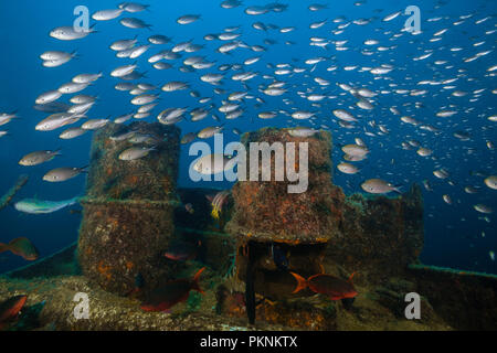 Scissortail Chromis at Fang Ming Wreck, Chromis atrilobata, La Paz ...