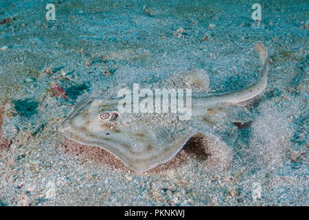 Bullseye Round Stingray, Urobatis concentricus, La Paz, Baja California ...