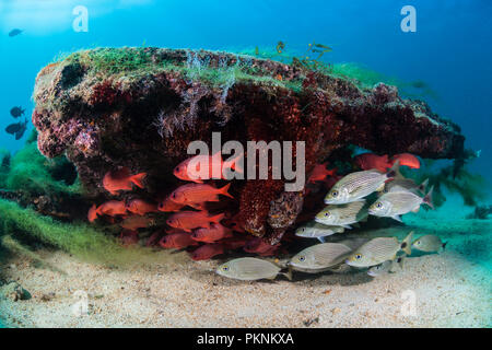 Spottail Grunts and Soldierfishes at Swanee Wreck, Haemulon maculicauda ...