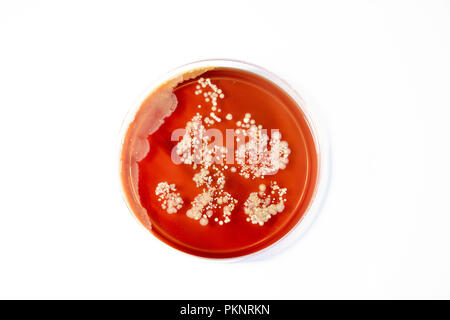 mold and bacteria on red agar. Agar medium for pathogens. Mold spores ...