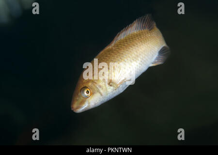 Goldsinny - Ctenolabrus rupestris Stock Photo - Alamy