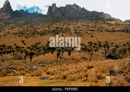 Giant groundsels growing at the volcanic rock formations of Mount Kenya ...