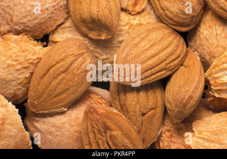 PLUM SEEDS ''OCTOBER SUN'' (PRUNUS Stock Photo - Alamy