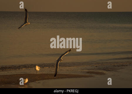 The Baltic Sea is a marginal sea of the Atlantic Ocean, enclosed by ...