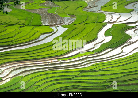 The image is as beautiful as the oil painting of terraced field. Curved ...