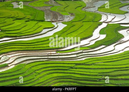 The image is as beautiful as the oil painting of terraced field. Curved ...