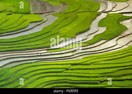 The image is as beautiful as the oil painting of terraced field. Curved ...