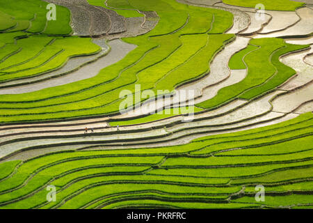 The image is as beautiful as the oil painting of terraced field. Curved ...