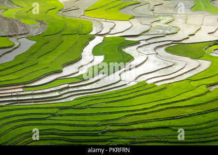 The image is as beautiful as the oil painting of terraced field. Curved ...