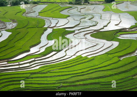 The image is as beautiful as the oil painting of terraced field. Curved ...