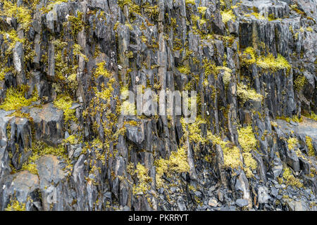 Green moss growing on arctic tundra. Denali National Park and Stock ...