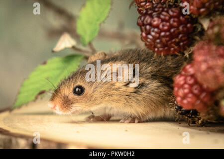 Autumn Harvest Mouse Close-Up Stock Photo - Alamy