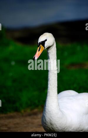 Male Swan starring at you Stock Photo - Alamy