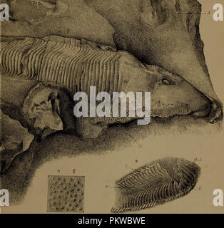 The 'Catalogue of the Fossil Fishes in the British Museum (Natural ...