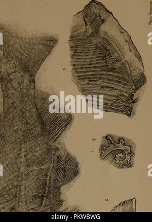 . Catalogue of the fossil fishes in the British Museum (Natural History ...