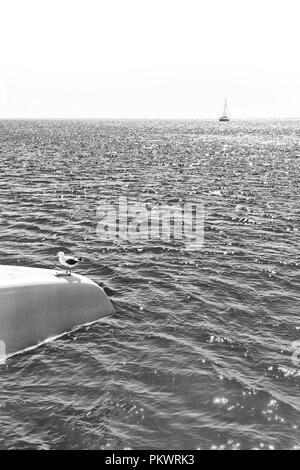 in australia catamaran deck lots of free seagull near the sea Stock ...