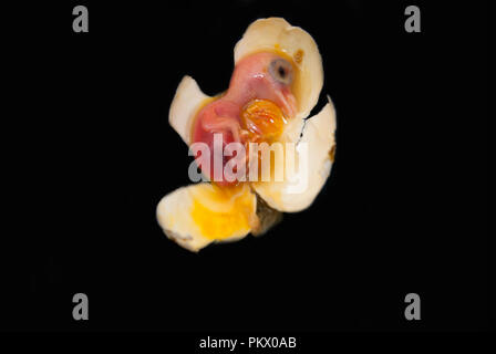 Chick embryo in egg shell Stock Photo: 133934766 - Alamy