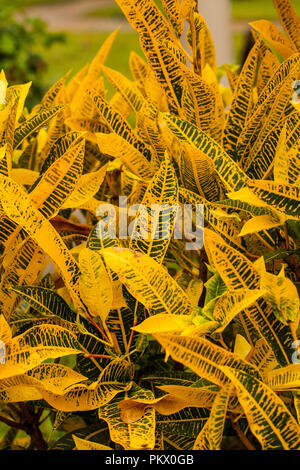 Croton plant that grows in Kenya, Africa Stock Photo - Alamy