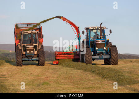 1989 ford 7810 silver jubilee tractor carting silage on a British dairy ...