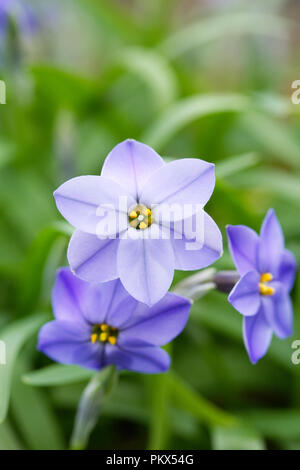Ipheion 'Jessie' a spring blue perennial flower plant commomly known as ...