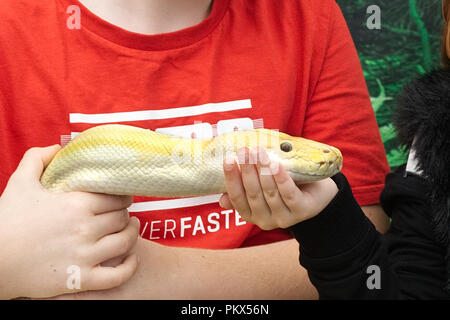 Child holding a Albino Burmese python Stock Photo - Alamy