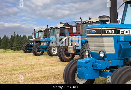Line up of vintage 10 series Ford tractors being used to Collect silage ...
