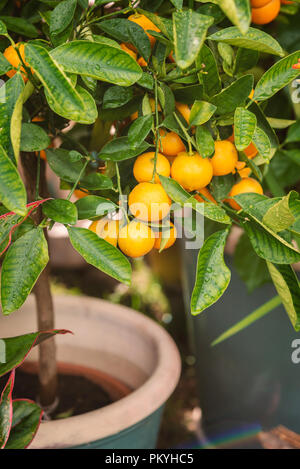 Potted tangerine tree with ripe fruit in greenhouse, top view Stock ...