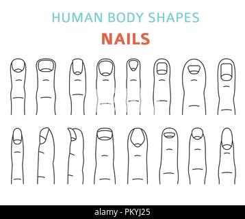 Human body shapes. Hand types icon set. Vector illustration Stock ...