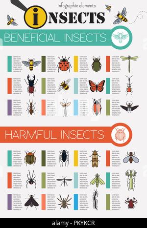 Insects infographic template. Vector illustration Stock Vector Image ...