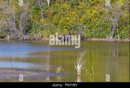 Prairie Moose Saskatchewan in lake Kenosee Moose Mountain Stock Photo ...