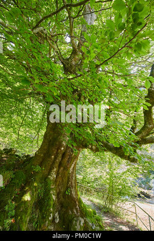 Enormous centennial beech tree during summertime Stock Photo - Alamy
