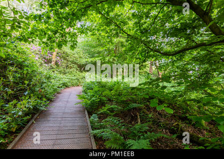 A raised wooden walkway winds through a live oak forest in Little ...