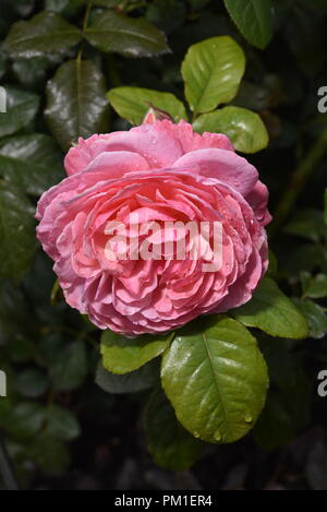 Single Flourishing Kordes Rose Kölner Flora Stock Photo - Alamy