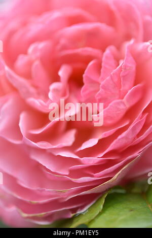 Single Flourishing Kordes Rose Kölner Flora Stock Photo - Alamy