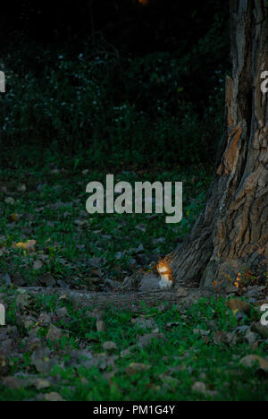 Squirrel in spotlight Stock Photo - Alamy